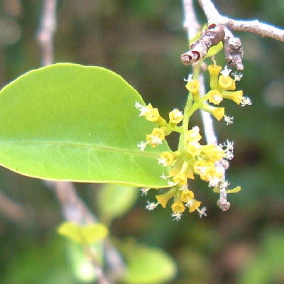 Guapira discolor / Cabbage Tree